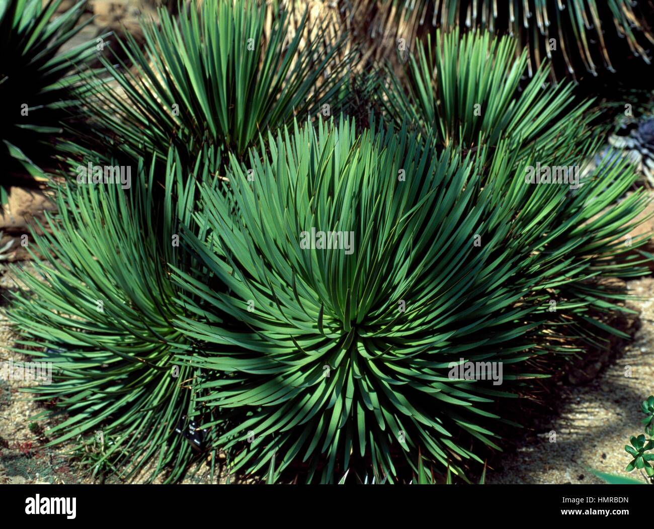 Narrow-leaf agave (Agave striata), Agavaceae Stock Photo - Alamy