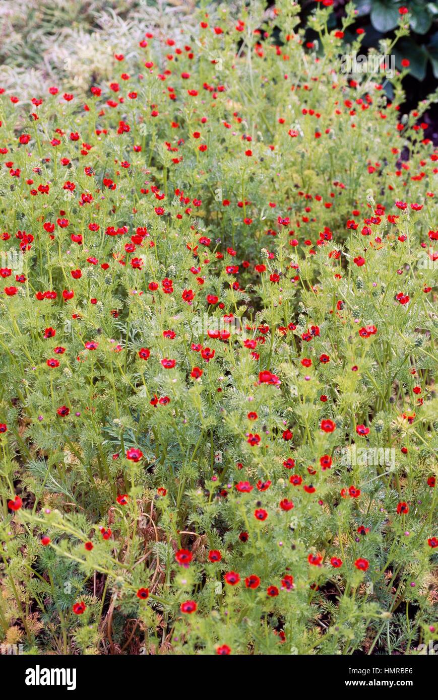 Pheasant's-eye or Adonis' Flower (Adonis annua or Adonis autunnalis ...
