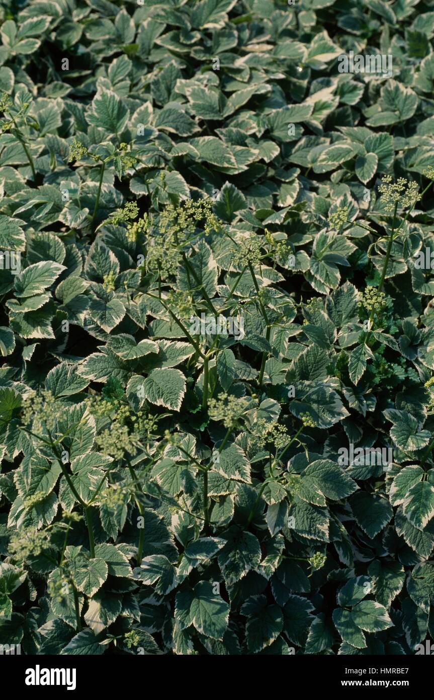 Variegated bishop's goutweed (Aegopodium podagraria Variegatum ...