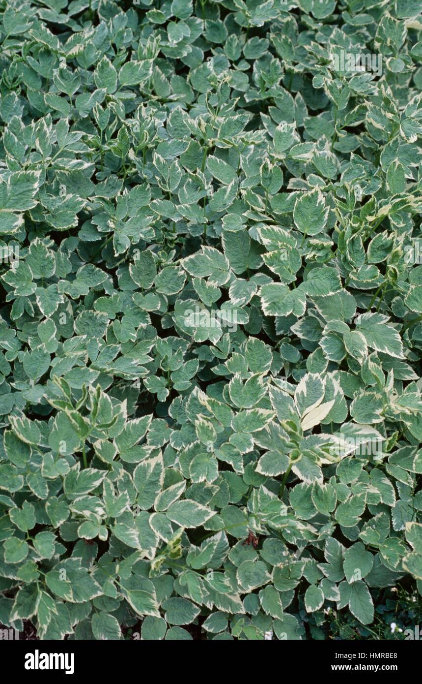 Variegated bishop's goutweed (Aegopodium podagraria Variegatum ...
