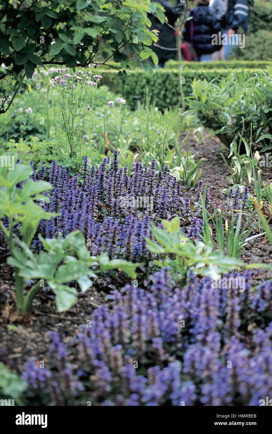 Botany - Lamiaceae. Common bugle (Ajuga reptans 'atropurpurea' Stock ...