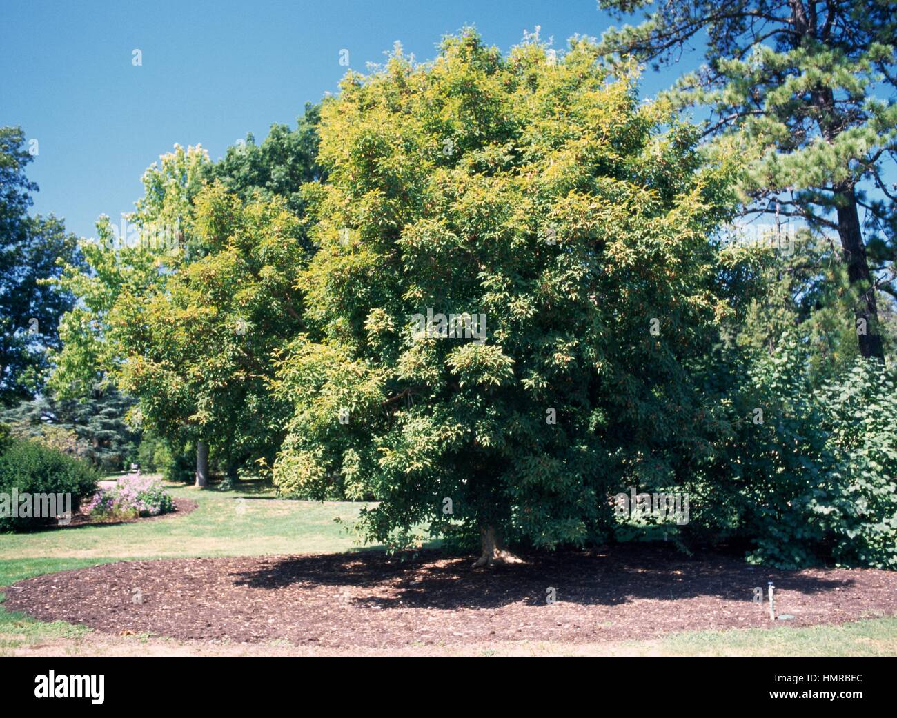 Maple (Acer triflorum), Aceraceae-Sapindaceae Stock Photo - Alamy