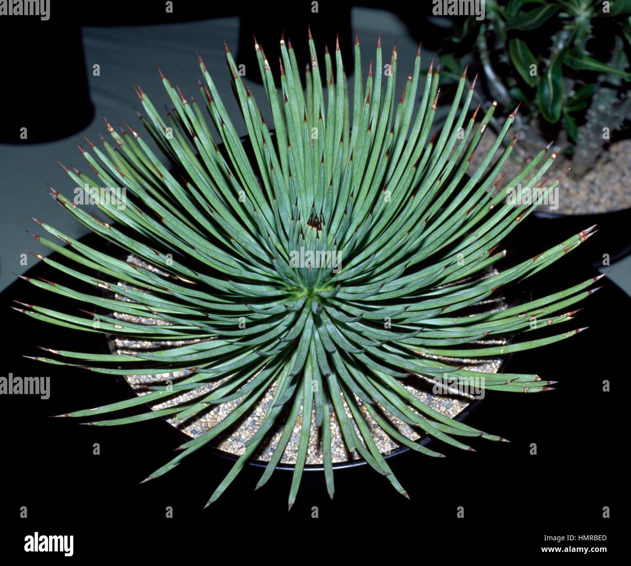Agave stricta hi-res stock photography and images - Alamy