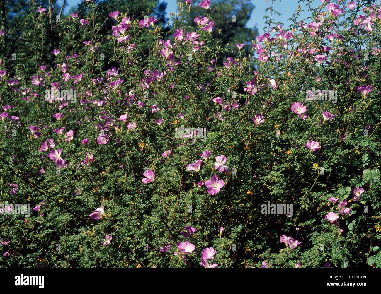 Alyogyne huegelii hi-res stock photography and images - Alamy