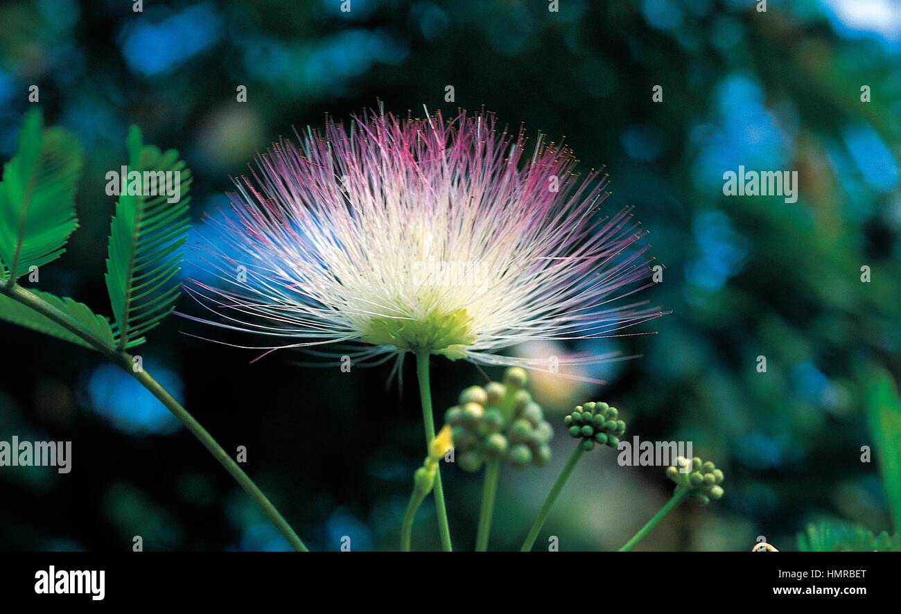 Persian Silk tree or Pink Siris flower (Albizia julibrissin), Mimosacee ...