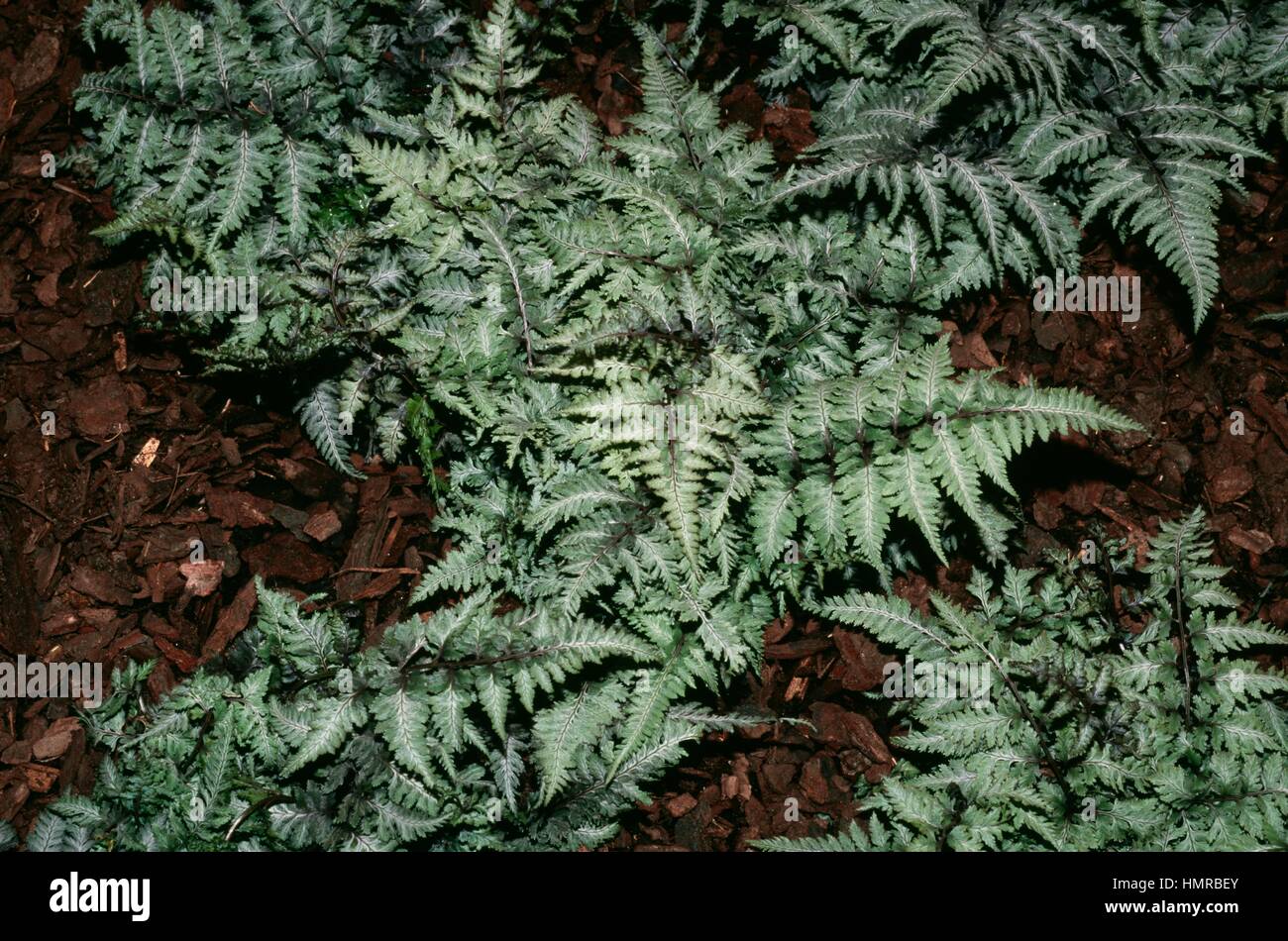 Athyrium nipponicum Pictum, Athyriaceae Stock Photo - Alamy