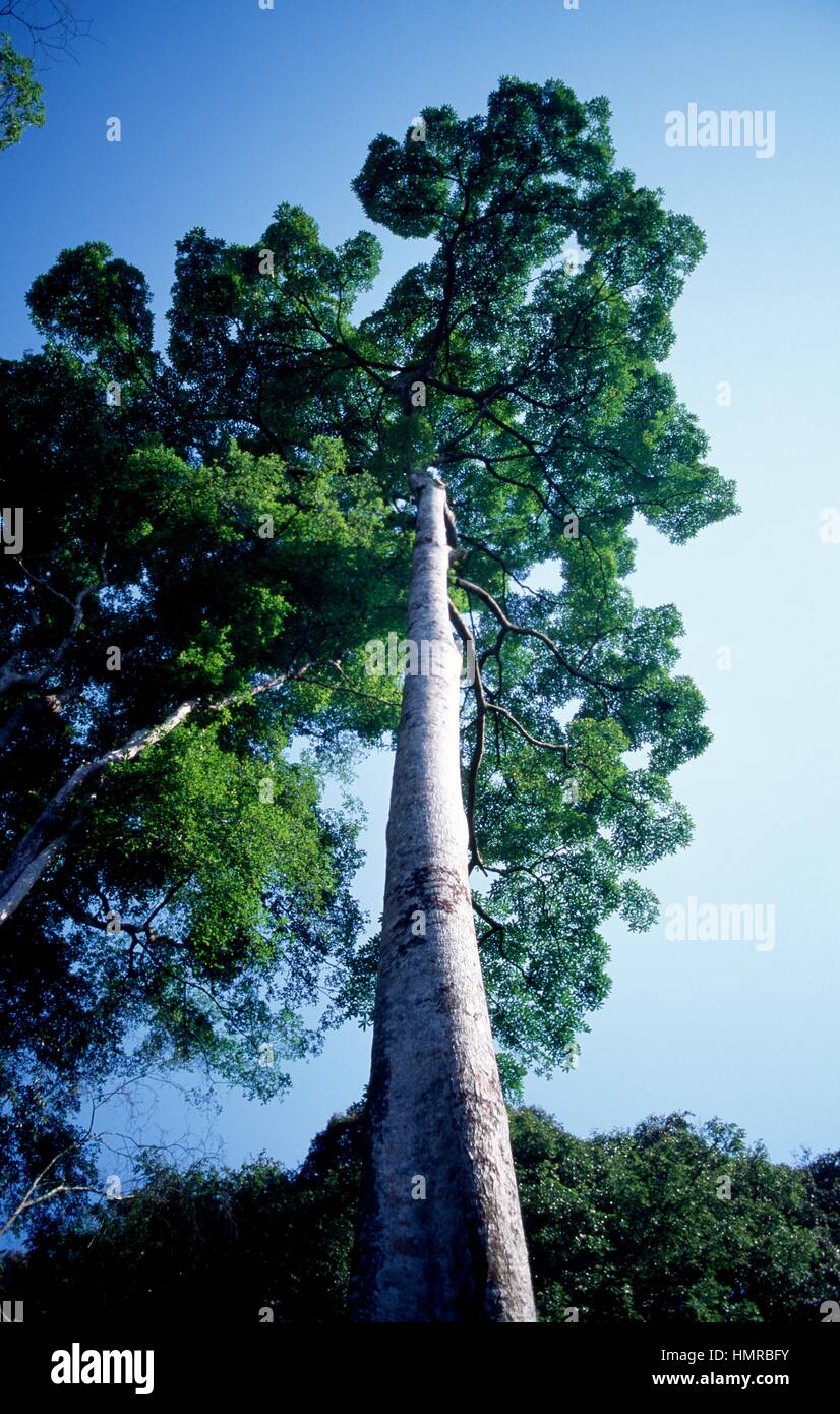 Alstonia pneumatophora hi-res stock photography and images - Alamy