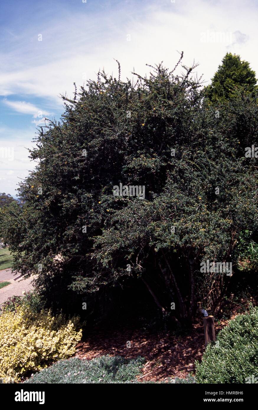 Barberry (Berberis x Stenophylla), Berberidaceae Stock Photo - Alamy