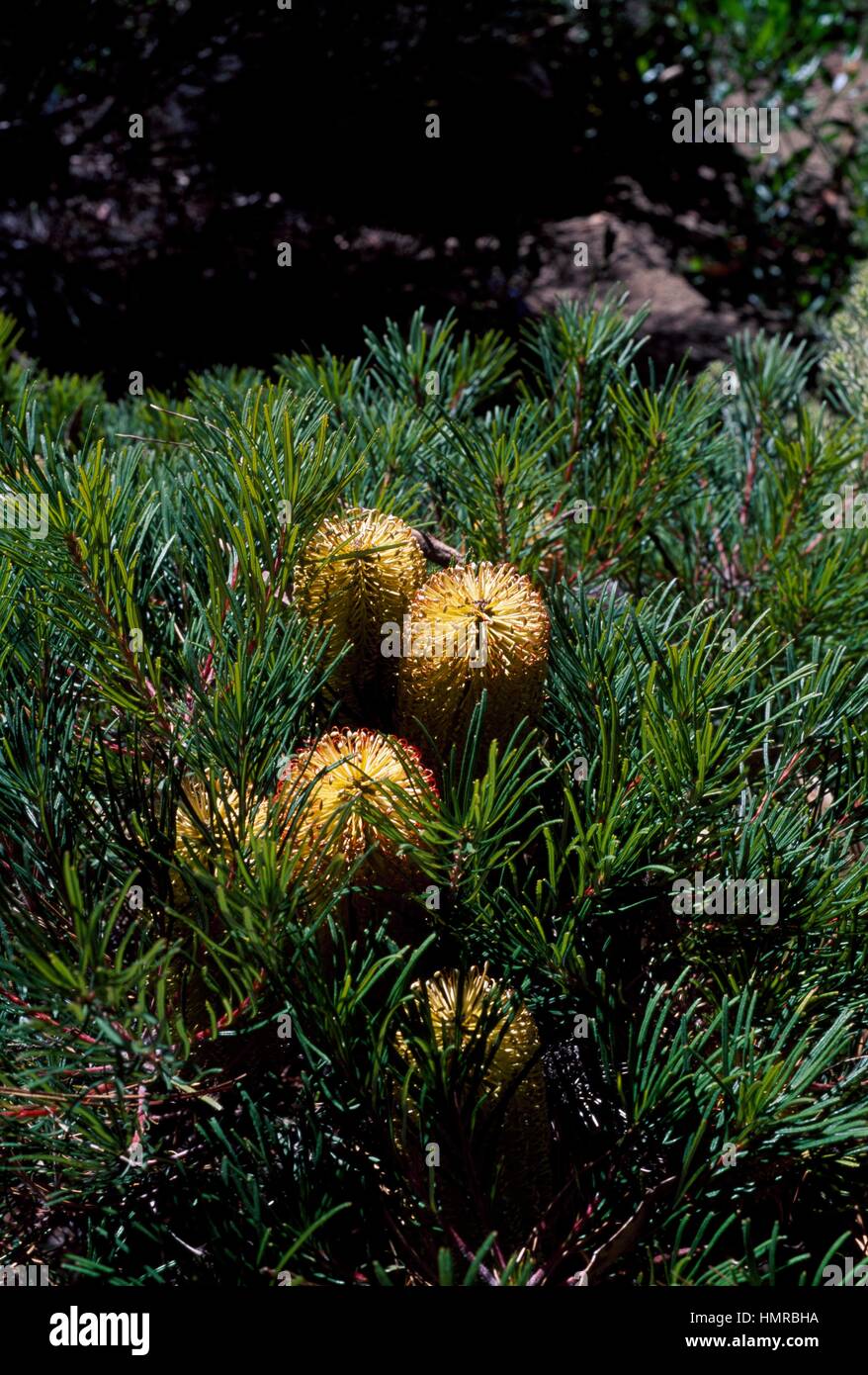 Rock banksia hi-res stock photography and images - Alamy
