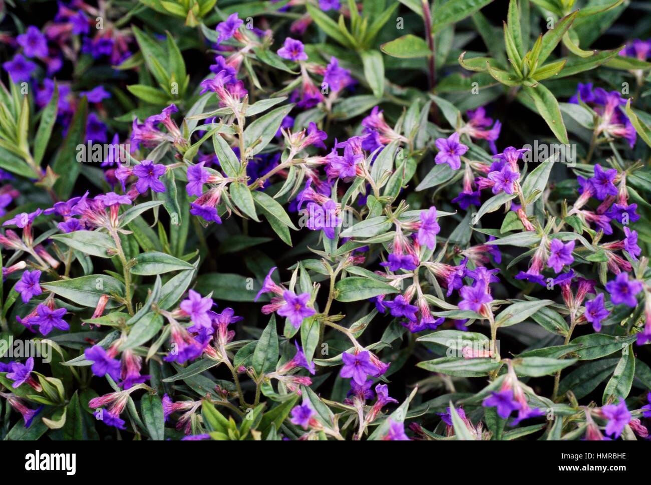 Purple Gromwell (Buglossoides purpurocaerulea or Lithospermum ...