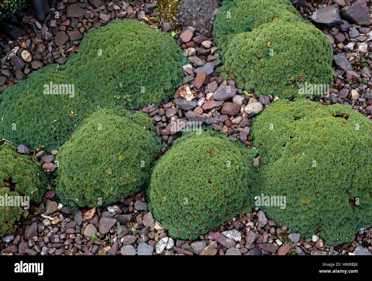 Bolax gummifera, Apiaceae Stock Photo - Alamy