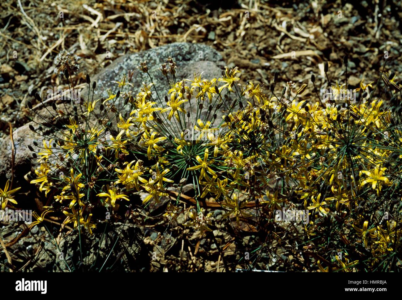 Goldenstar (Bloomeria crocea), Asparagaceae Stock Photo - Alamy