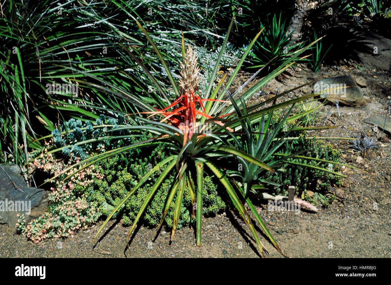 Heart of flame (Bromelia balansae), Bromeliaceae Stock Photo - Alamy