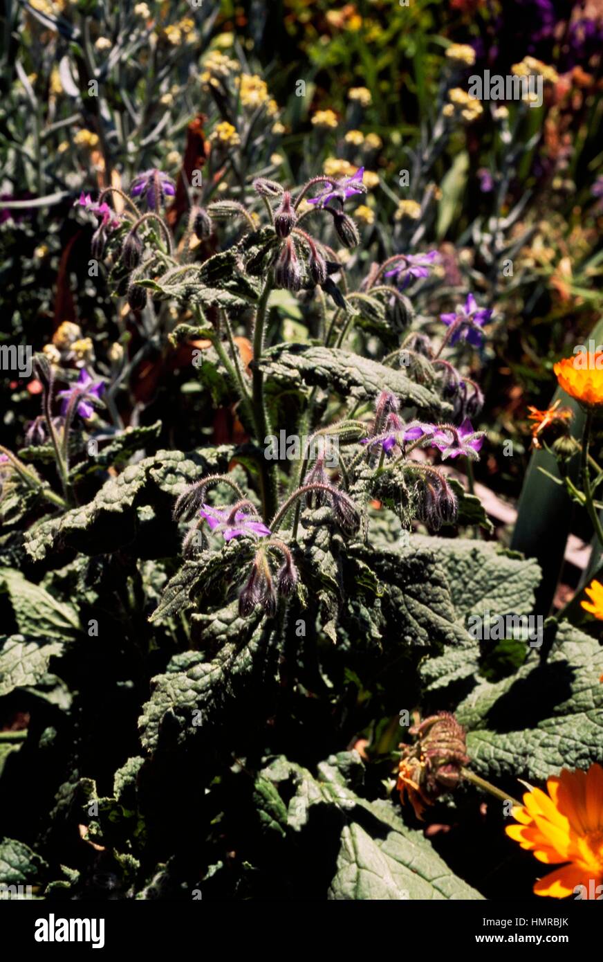 Common borage in bloom (Borago officinalis), Boraginaceae Stock Photo ...