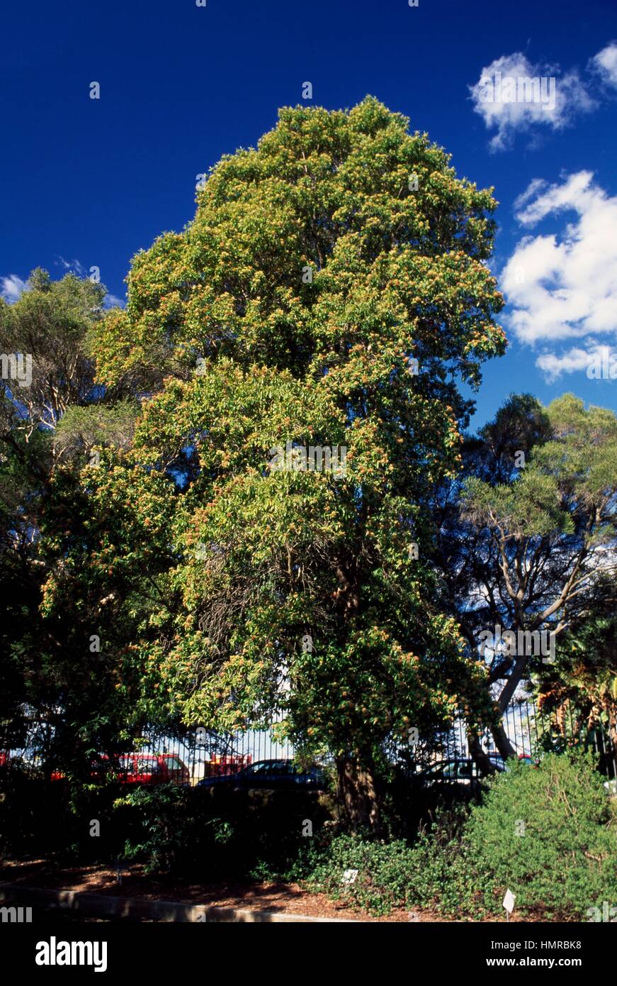 Lemon Myrtle or Sweet Verbena Tree (Backhousia citriodora), Myrtaceae ...