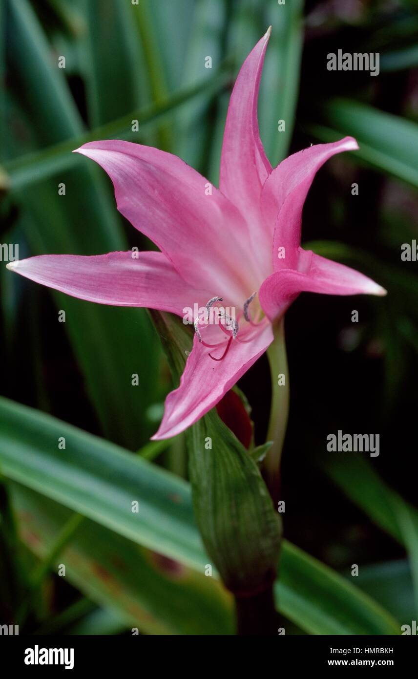 Clivia caulescens, Amaryllidaceae Stock Photo - Alamy
