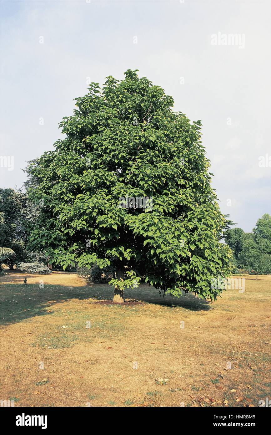 Botany - Trees - Bignoniaceae. Northern catalpa (Catalpa speciosa Stock ...