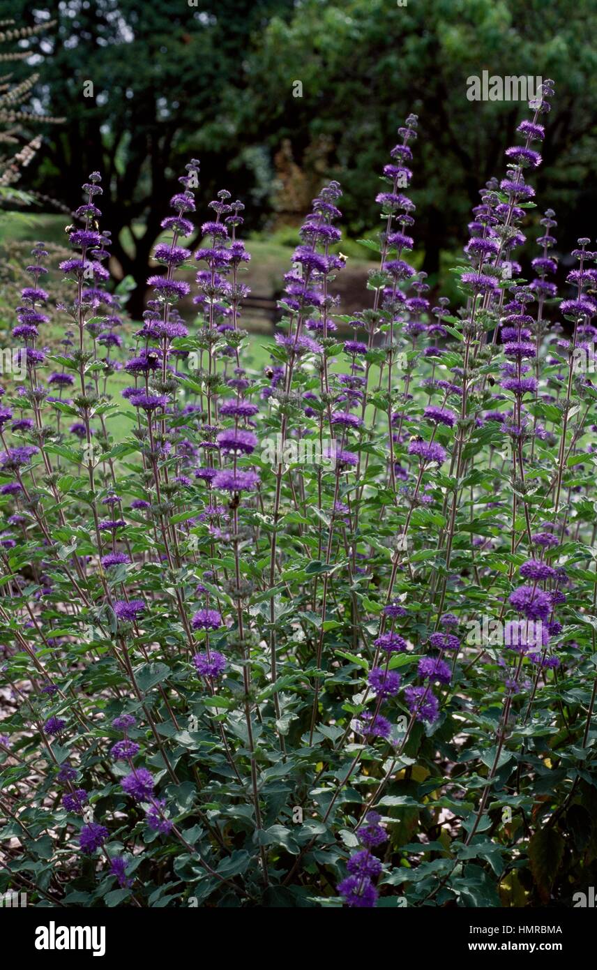 Bluebeard hi-res stock photography and images - Alamy