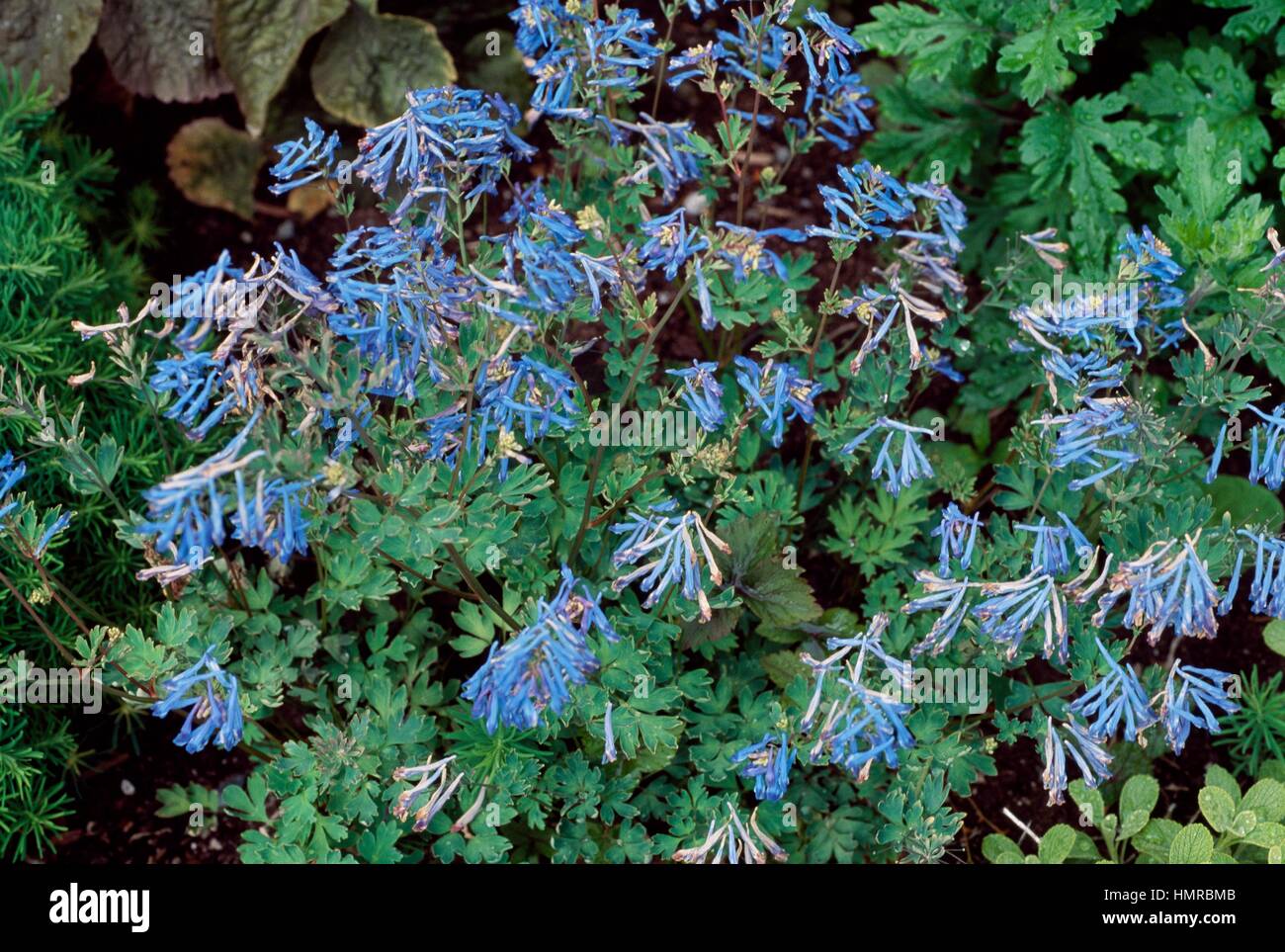 Blue corydalis (Corydalis flexuosa), Erbaceae Stock Photo - Alamy