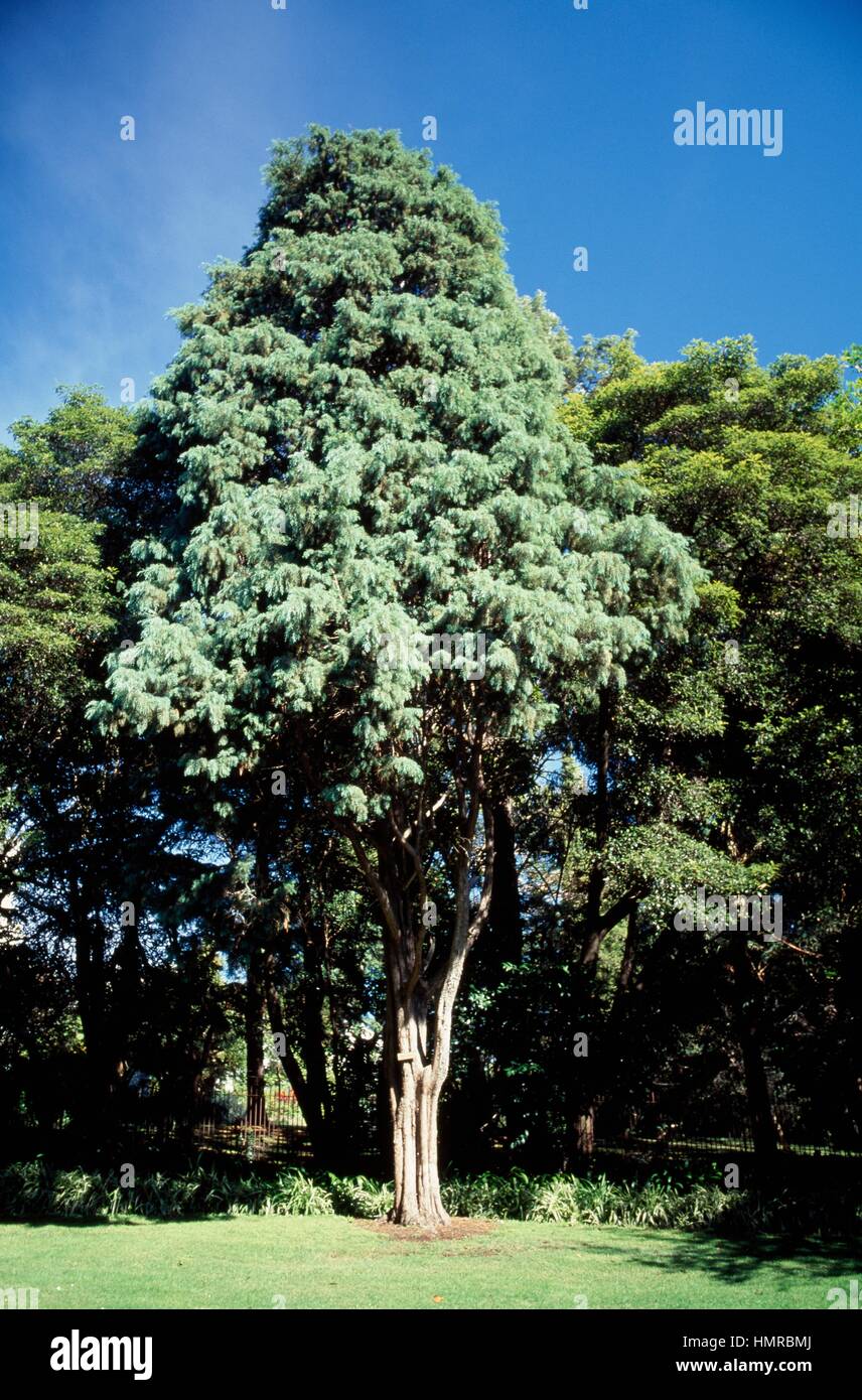 Mexican White Cedar (Cupressus lusitanica), Cupressaceae Stock Photo ...