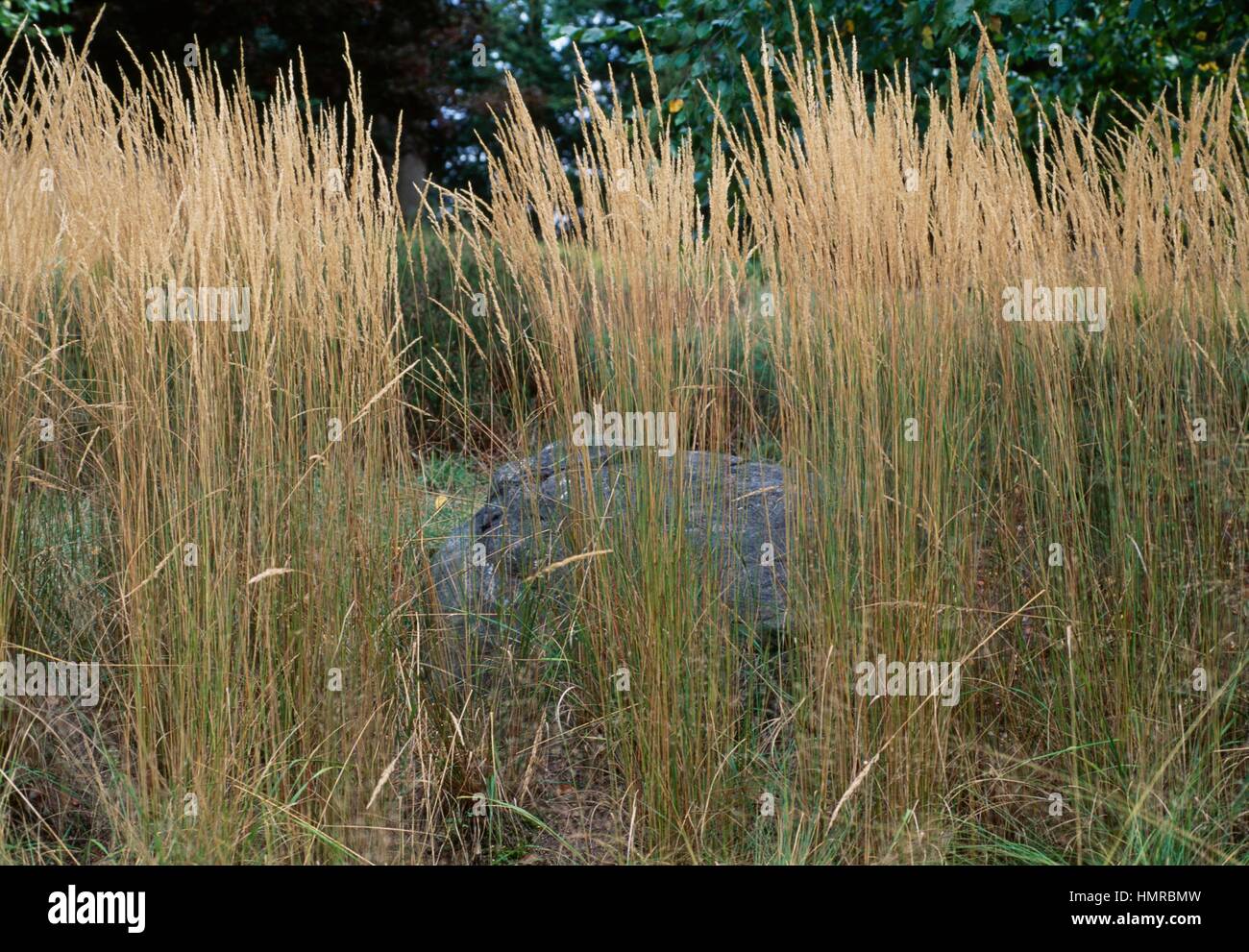 Feather reed grass (Calamagrostis x acutiflora Karl Foerster), Poaceae ...