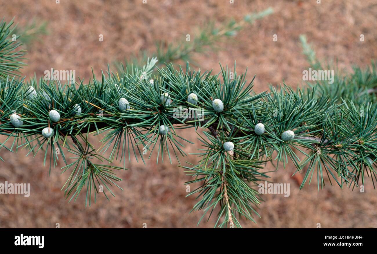 Cedrus Deodara Deodar Cedar