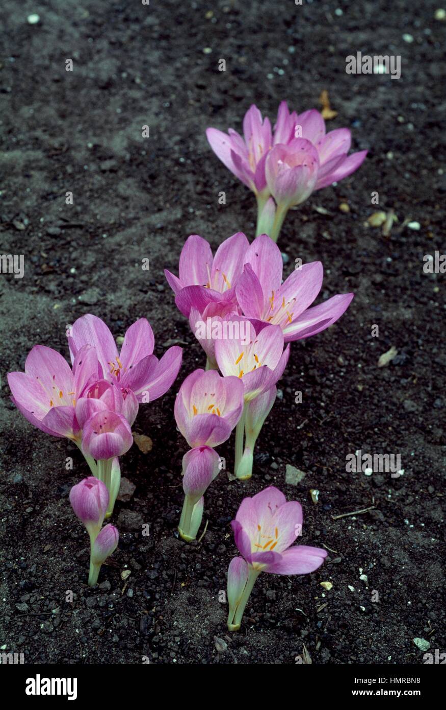 Byzantine colchicum (Colchicum byzantinum), Papaveraceae Stock Photo ...