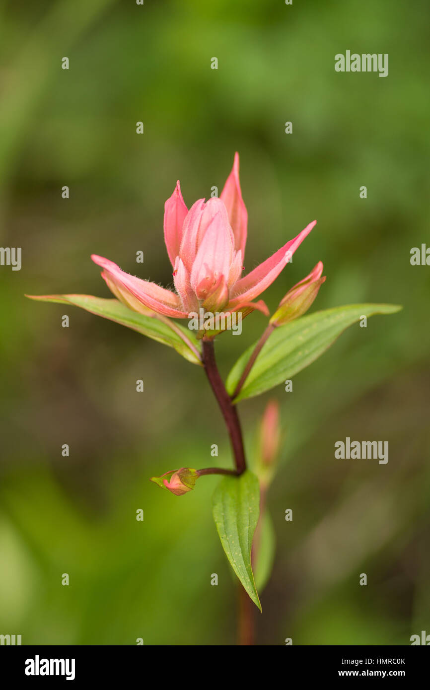 Pink wildflower hi-res stock photography and images - Alamy