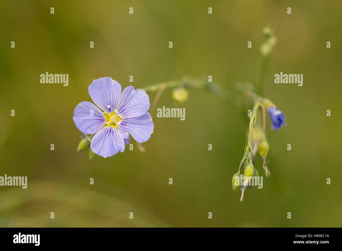 Blue flax hi-res stock photography and images - Alamy