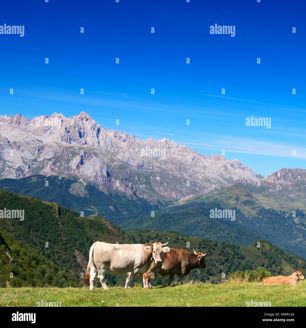Asturian mountain cattle hi-res stock photography and images - Alamy