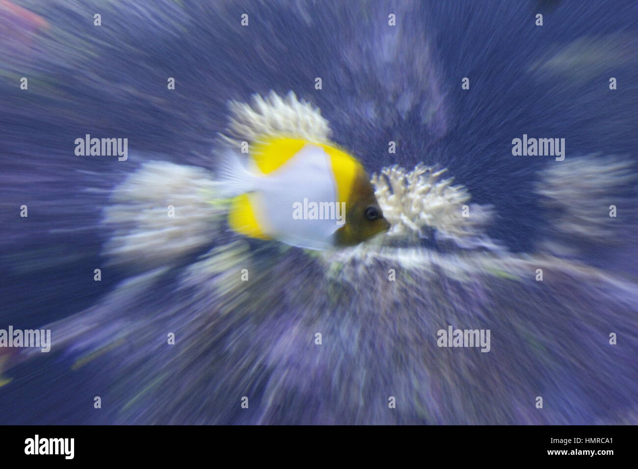 Zooming in shot hi-res stock photography and images - Alamy