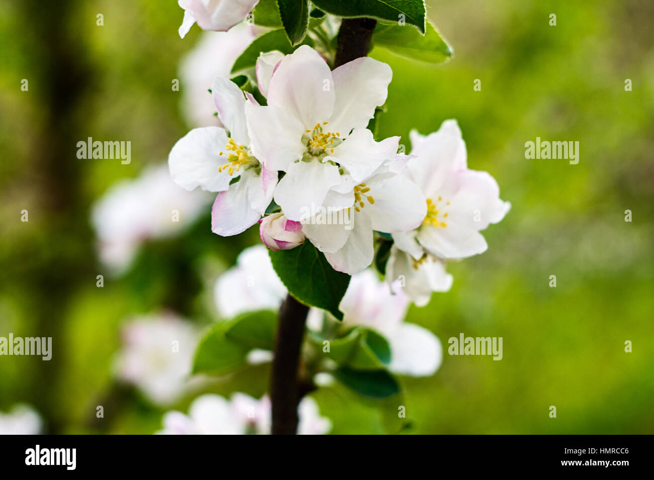 Blooming spring garden Stock Photo - Alamy