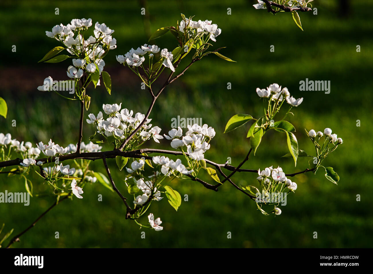 Blooming spring garden Stock Photo - Alamy