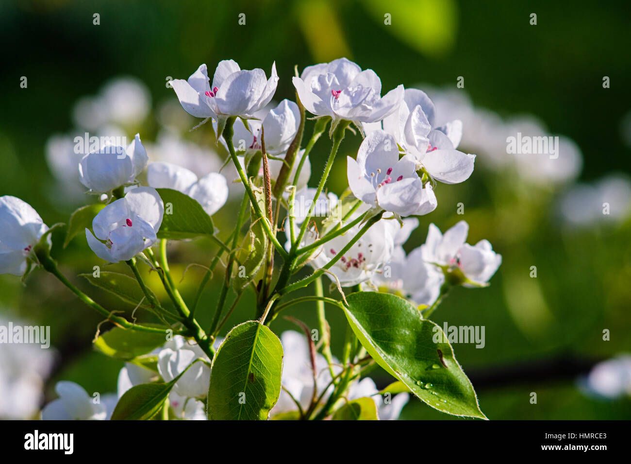 Blooming spring garden Stock Photo - Alamy