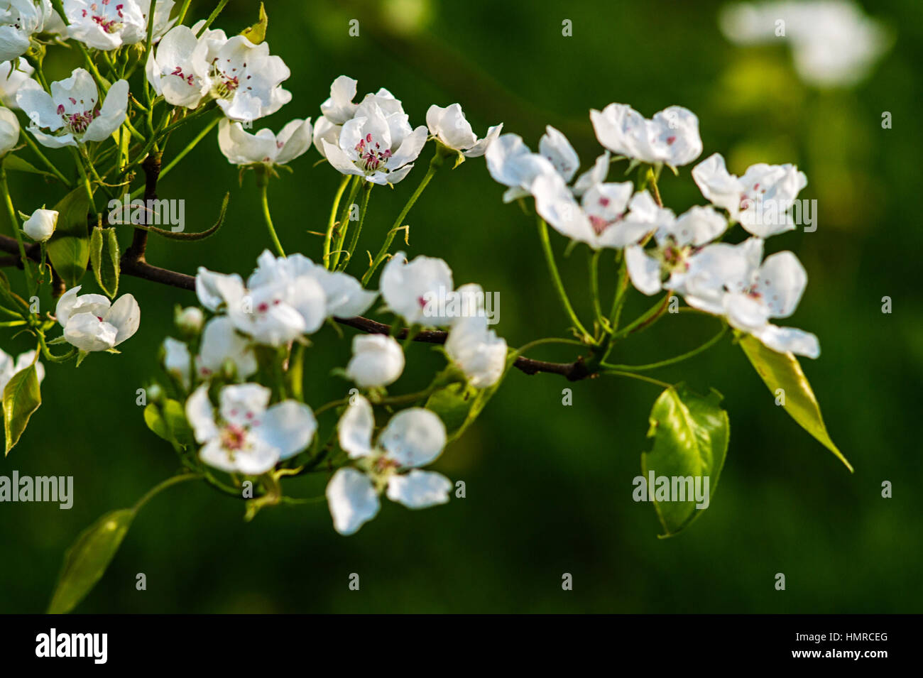 Blooming spring garden Stock Photo - Alamy
