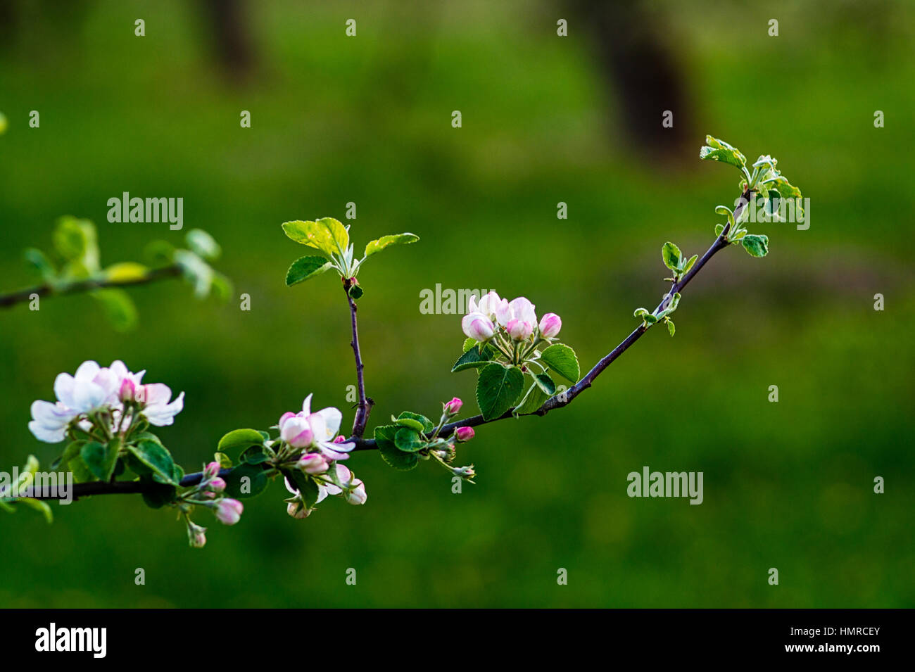 Blooming spring garden Stock Photo - Alamy