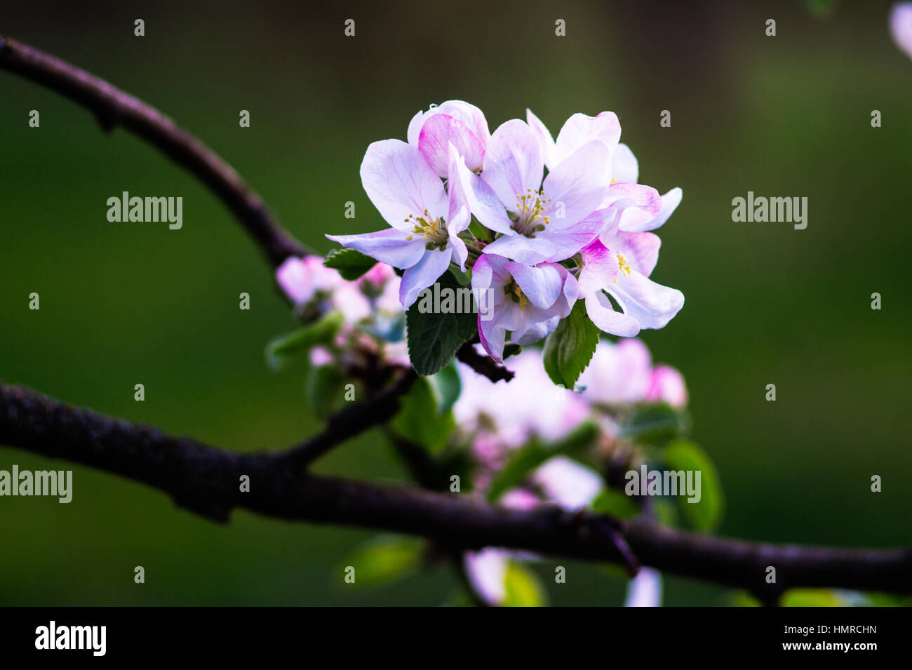 Blooming spring garden Stock Photo - Alamy