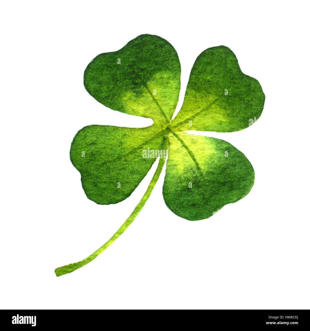 Four-leaf clover. Watercolor illustration on white Stock Photo - Alamy