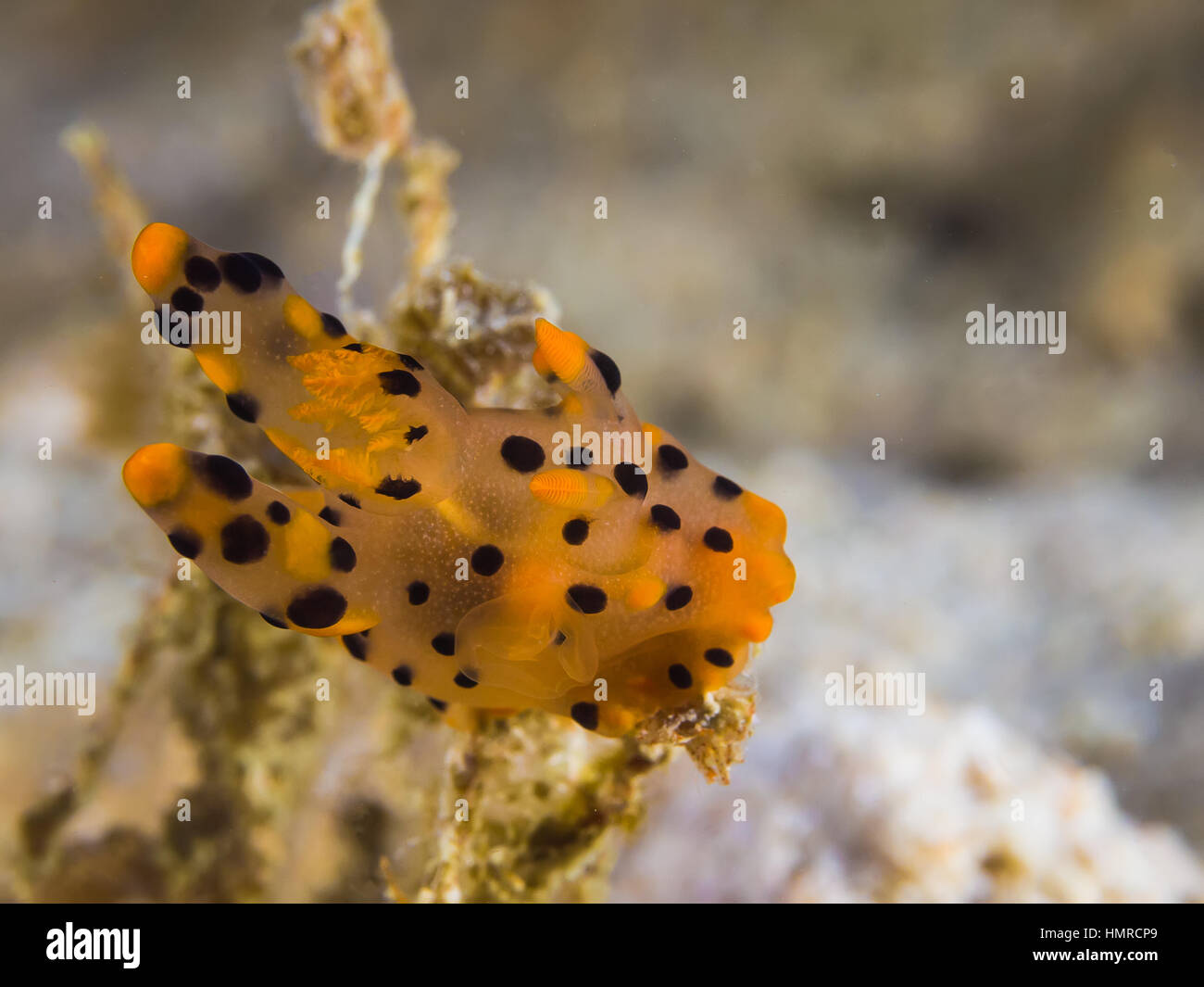 Underwater picture of Thecacera sp. Nudibranch, Sea Slug Stock Photo ...