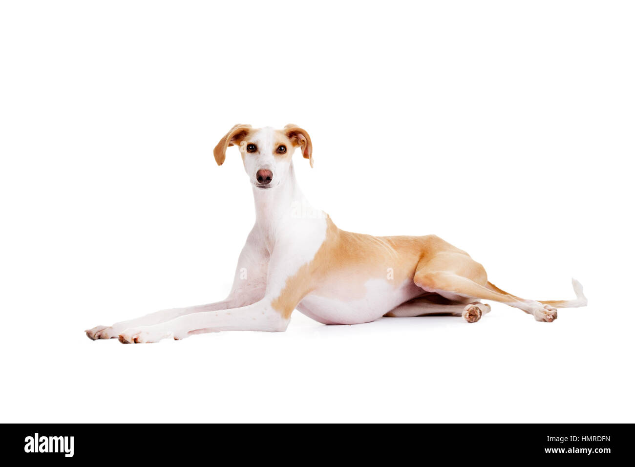 A studio shot of a Saluki whippet cross lurcher taken in the studio ...