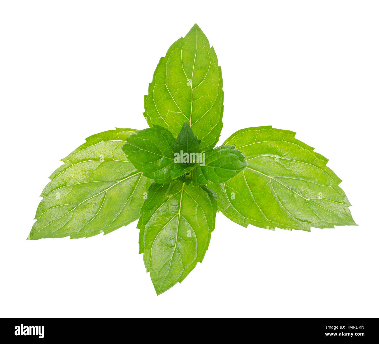 Green mint isolated on a white background Stock Photo - Alamy