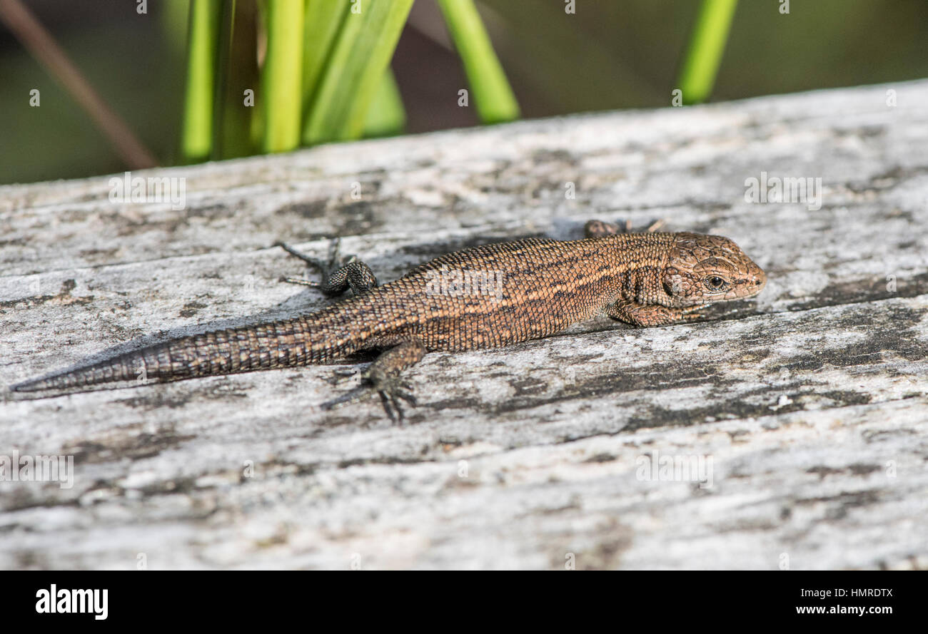 British lizard hi-res stock photography and images - Alamy