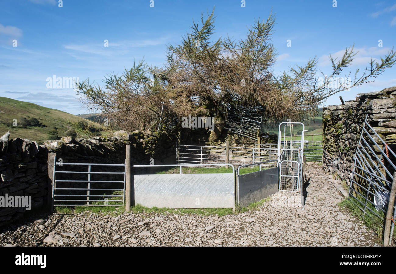 Sheep fold enclosure hi-res stock photography and images - Alamy