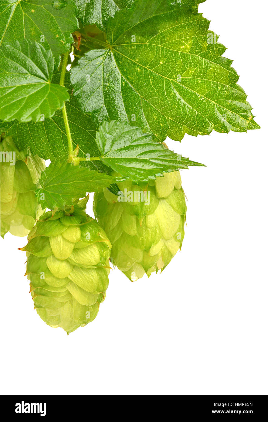 Green hops isolated on a white background Stock Photo - Alamy