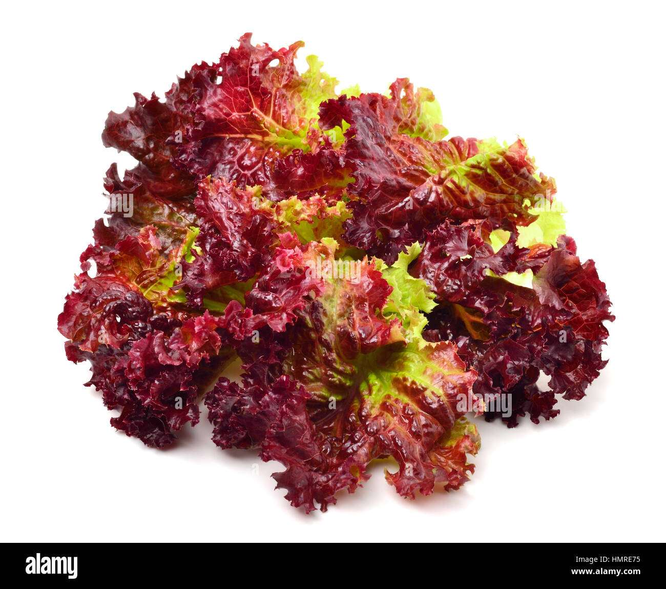 Grow lettuce Cut Out Stock Images & Pictures - Alamy