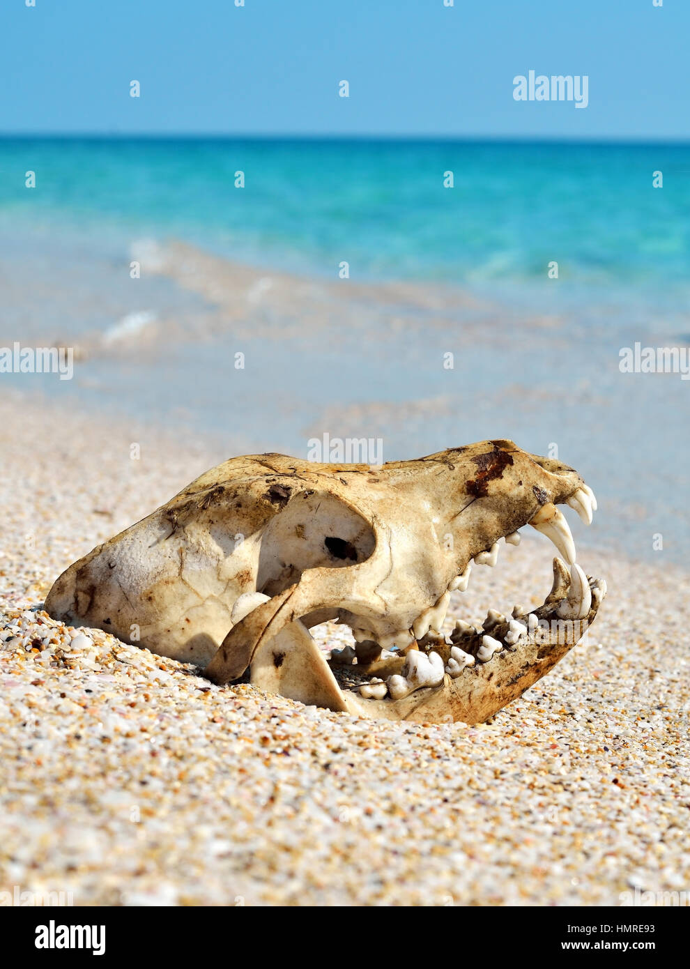 Dog skull hi-res stock photography and images - Alamy