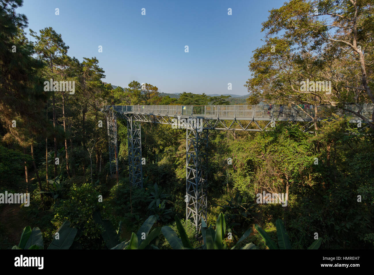 The Canopy walkway at Queen Sirikit Botanic Garden in Mae Rim, Chiang ...