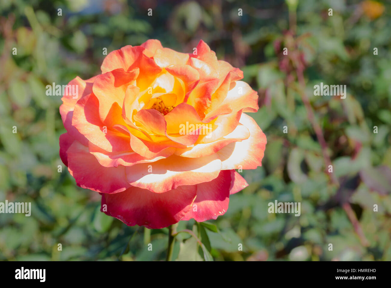 Single big pink rose hi-res stock photography and images - Alamy