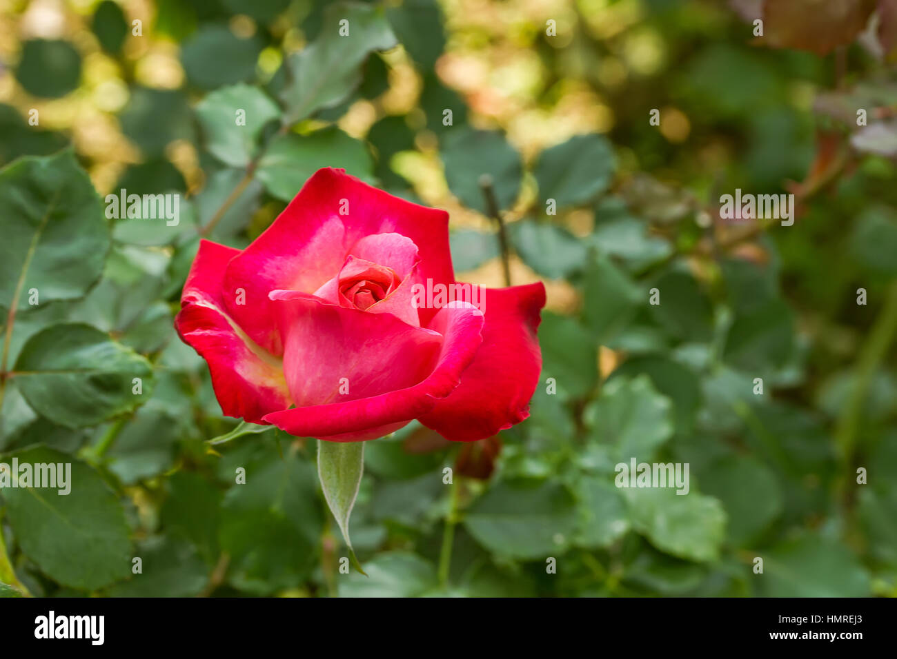 The Big Pink rose in the garden Stock Photo - Alamy