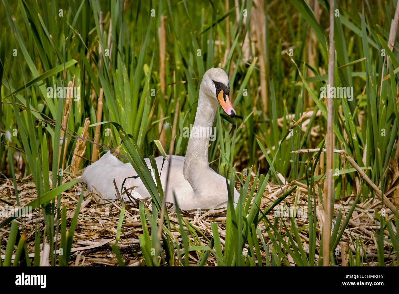 A mute swan sitting on its nest Stock Photo - Alamy